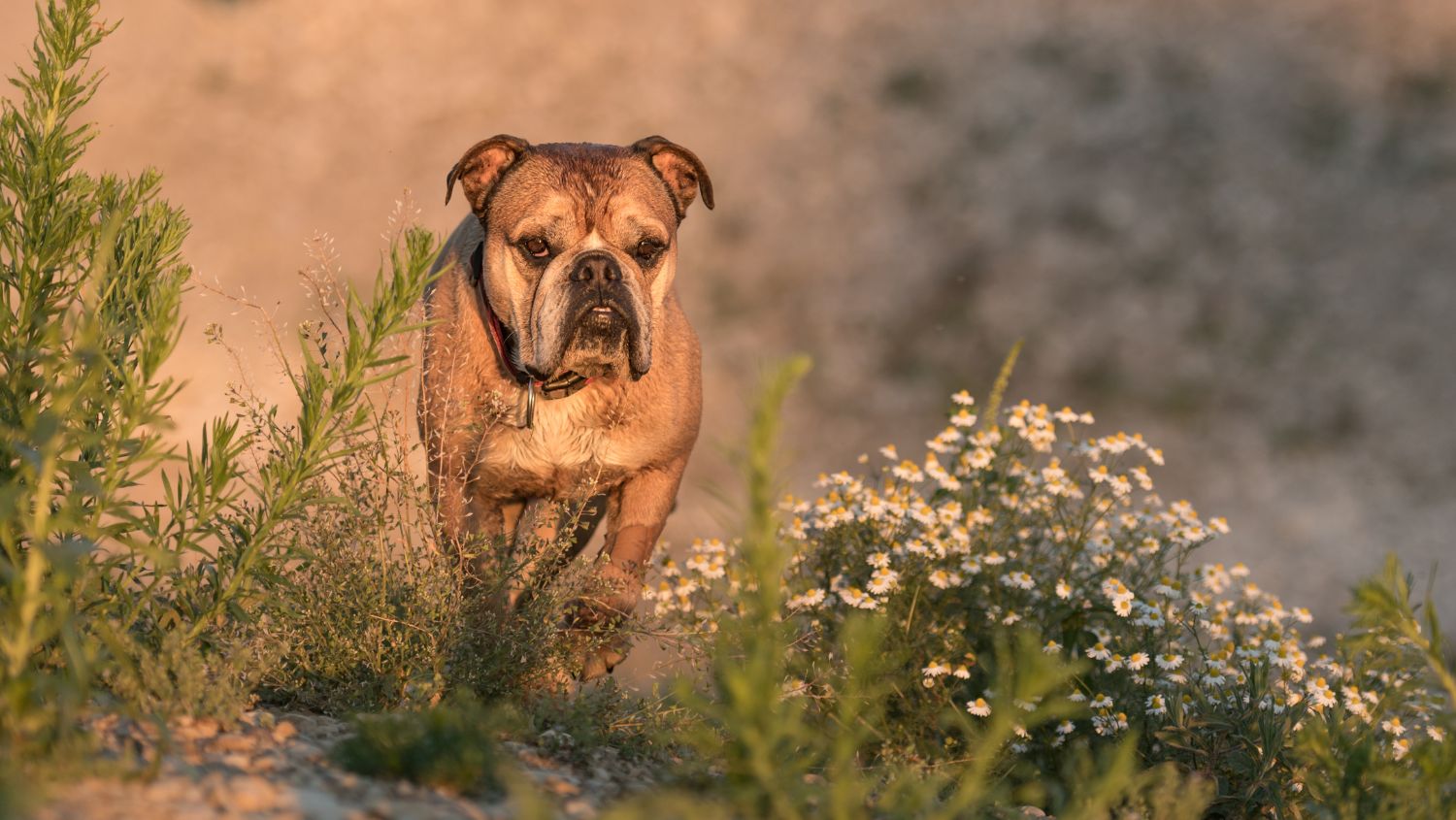 Buldog kontynentalny – opis i charakterystyka rasy | E-Rasowy.pl